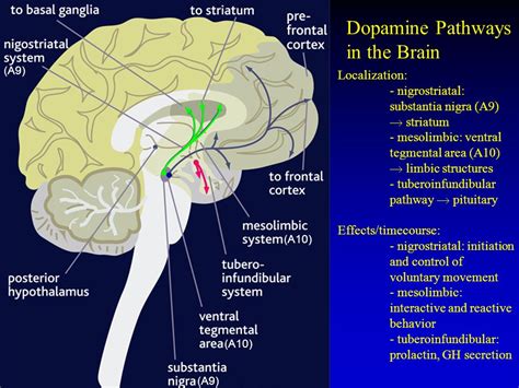 Mesotelencephalic Dopamine System