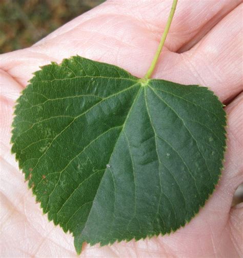 Top Broadleaf Trees Twenty Broadleaf Trees