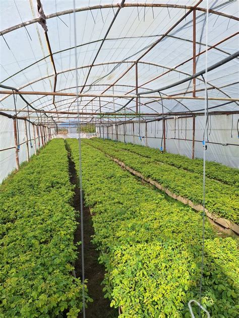 Разсад рози Дамасцена Растения Разсад Семена Карлово Предлагаме разсад рози дамасцен