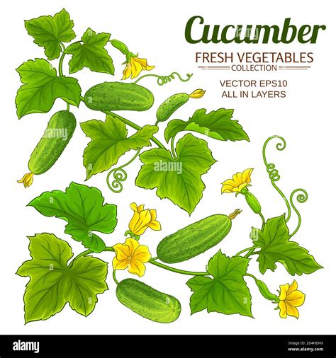 Cucumber Vector Set Stock Vector Image And Art Alamy
