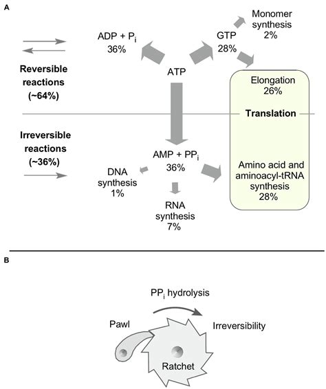 Pyrophosphate Dna Replication