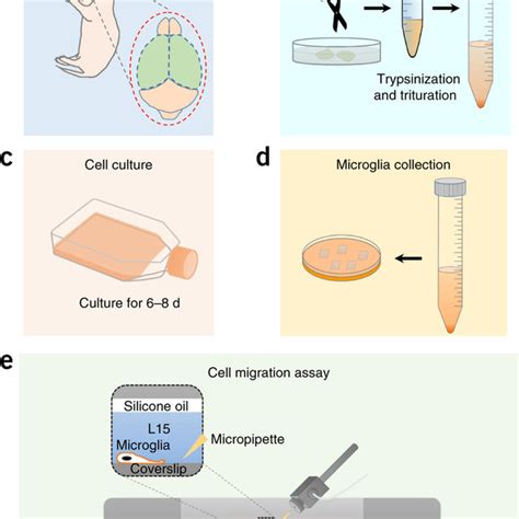 Viscoelastic Model Of Cell A Representation Of The Viscoelastic Model Download Scientific