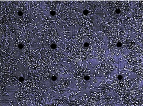 An Example Of A Cultured Network Of Neurons On A Multi Electrode Array