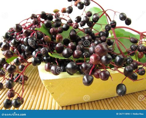 Vlierbessen Stock Foto Image Of Wild Bessen Zomer 36711890