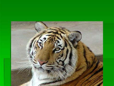 Роль млекопитающих в природе жизни человека их охрана презентация онлайн