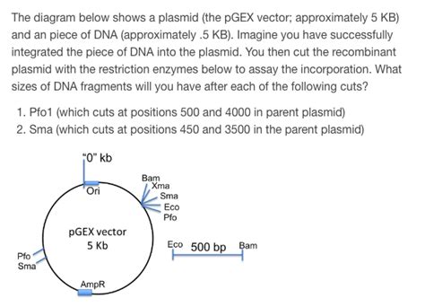 Solved The Diagram Below Shows A Plasmid The Pgex Vector