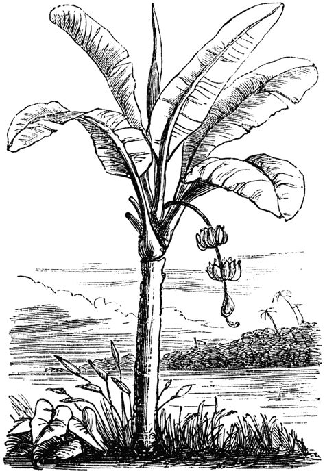 Plantain Tree Drawing Free Download Clip Art Free Clip Art On Clipart Library