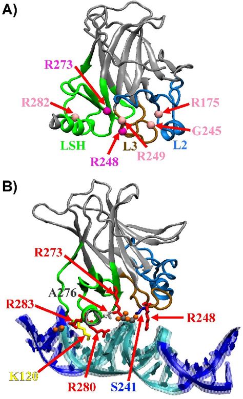 Figure 1 From Dissociation Pathways Of The P53 Dna Binding Domain From Dna And Critical Roles Of