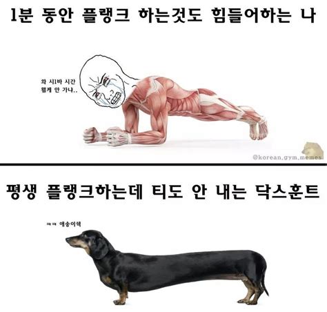 짤에 있는 핀 웃긴 밈 웃긴 밈