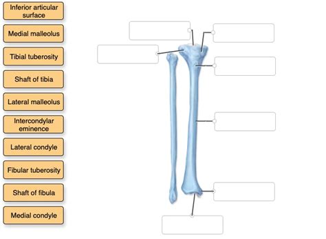Inferior Articular Surface Medial Malleolus Tibial Tuberosity Shaft Of Tibia Lateral Malleolus