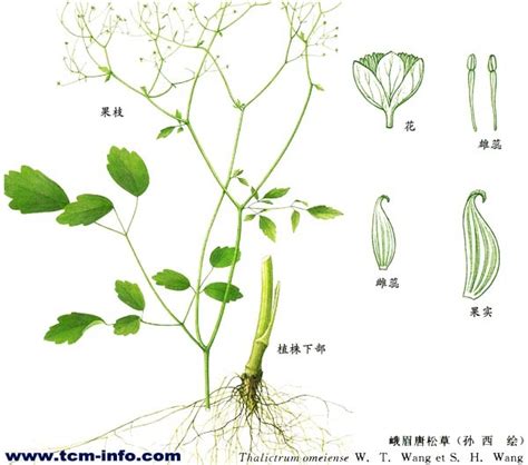 峨眉唐松草图册 360百科