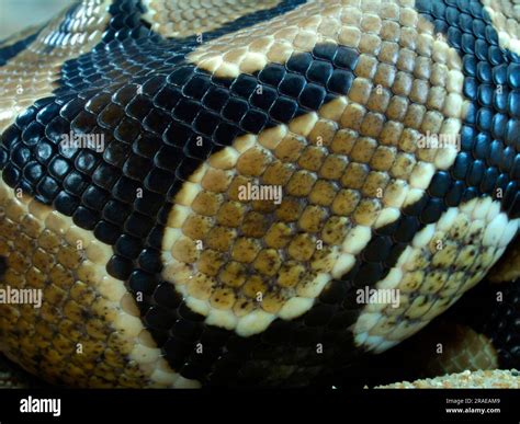 Royal Python Snake Hi Res Stock Photography And Images Alamy