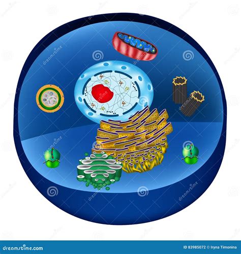 Structure Of Lysosomes Infographics Vector Illustration On Isolated Background Cartoondealer