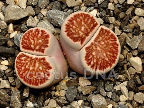 Lithops Julii Cv ‘kikushogyoku Cactus Dna