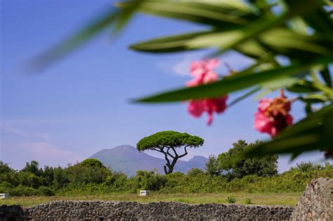 맑고 푸른 하늘 아래 이탈리아 폼페이의 베수비오 산을 배경으로 그림 같은 우산 소나무가 서 있습니다 전경에 있는 나뭇잎과 꽃 경관에 대한 스톡 사진 및 기타 이미지 Istock