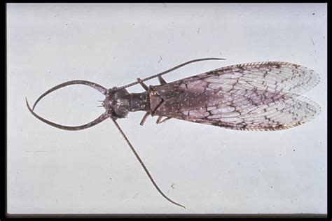 Dobsonflies June 19 2013 — Texas Insect Identification Tools