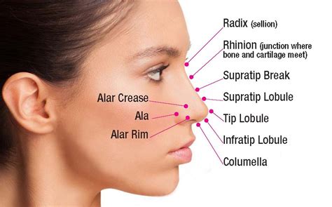 Perfect Nose Shape Your Face