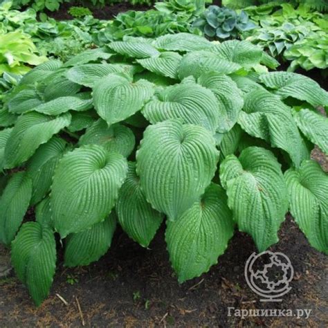 Хоста Ниагара Фолс Sm купить в Москве по низкой цене интернет