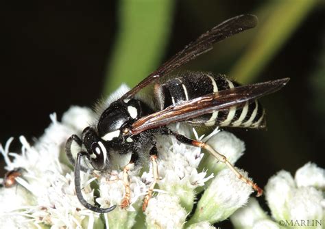 Black Wasp Nest