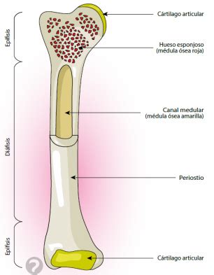 Los Huesos Proyecto El Hombre De Vitruvio