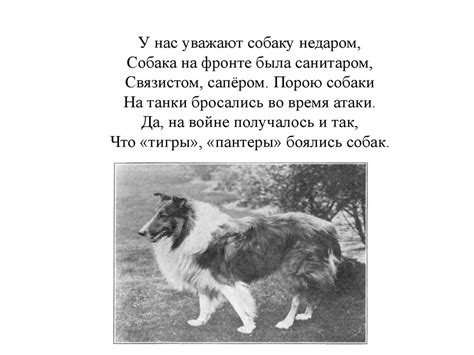 Животные на войне презентация онлайн