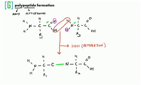 Polypeptide Polypeptide Definition And Examples Biology Online Dictionary — Noreva