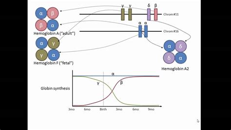What Is Alpha Globin Gene Quick Answer