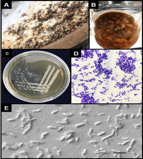 S1 A Fermentation Tank Containing Soy Sauce Moromi At A Commercial Download Scientific