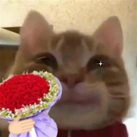 可爱猫咪手持大束红玫瑰，眼神呆萌超治愈 表情包：别给我狗叫表情包图片动图 求表情网 斗图从此不求人