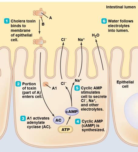 Chapter 13 Host Microbe Interactions Lecture 5 Flashcards Quizlet