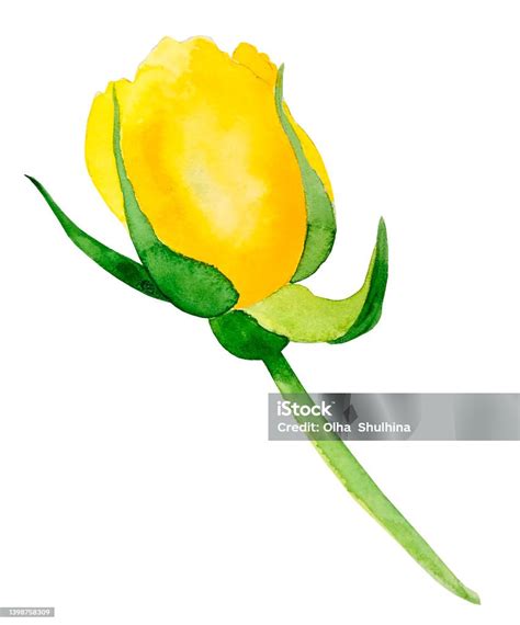 노란 장미 수채화 그림 꽃이 만발한 장미의 손으로 그린 새싹 식물 예술 엽서와 웨딩 디자인 개화기에 대한 스톡 벡터 아트 및 기타 이미지 Istock