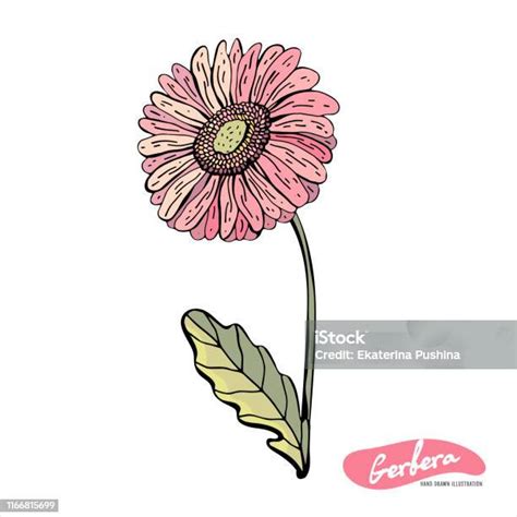 빨간색 주황색 분홍색 노란색의 거베라는 흰색 배경에 고립되어 있습니다 식물 빈티지 일러스트 벡터 격리 개체입니다 잎 꽃 줄기 꽃잎 의 집합입니다 복고풍 스타일 드로잉 핸즈