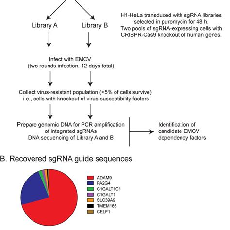 Crispr Cas9 Knockout Screen For Edfs A Hela Cells Expressing Cas9