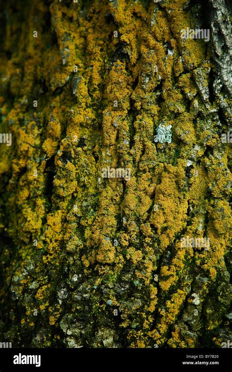 Texture Of An Old Tree Bark With Moss Close Up Stock Photo Alamy