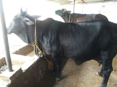 I Am Buying A Sahiwal Hf Cross Cow Need Inputs Farm Questions