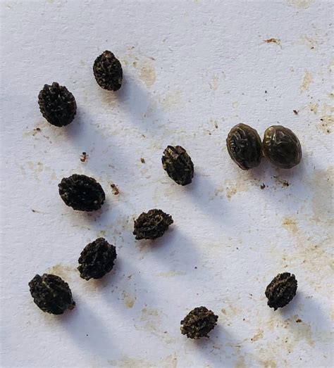 Pepper Segmentation Object Detection Dataset And Pre Trained Model By Hansa