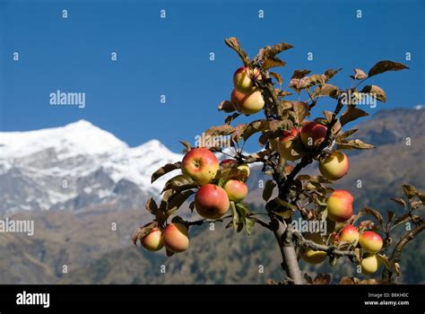 Apple Tree In The Himalayan Annapurna Region Nepal Stock Photo