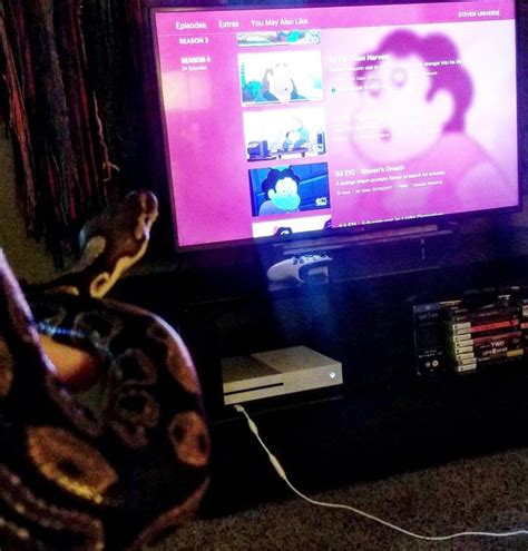 My Ball Python Larz Really Likes Watching Steven Universe 💙🐍 R Stevenuniverse