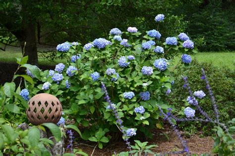 Pruning Hydrangeas Gardening In The Panhandle
