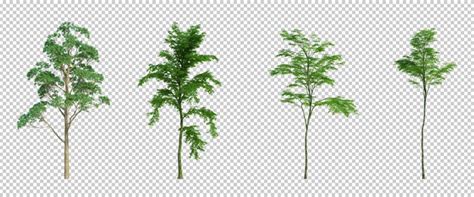 Premium Psd 3d Rendering Tree Isolated Cut Background