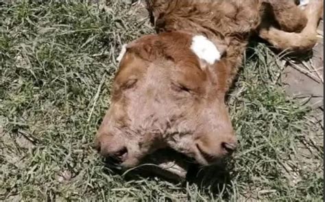 Dairyverse This Image Appears To Show A Calf With Two Faces A Rare Condition Known As