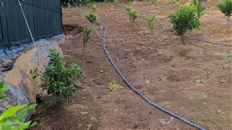 잔디깎기 예초작업 황금향귤나무 순따기하는 농부목사 Youtube