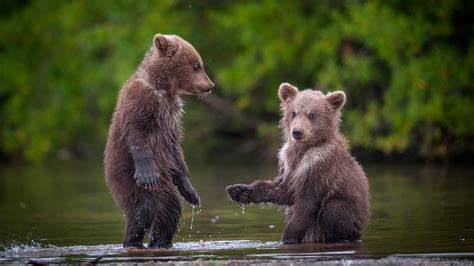Brown Bear Cubs