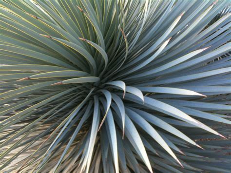 Fractals Abound In Nature Self Similarity And Repeating Patterns