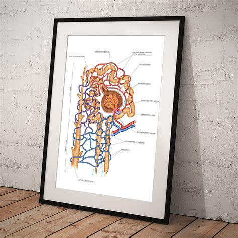 Nephron And Blood Vessels 1 Art Print By Science Photo Library