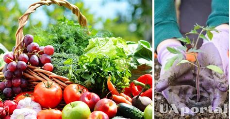 Місячний посівний календар на березень коли треба саджати рослини на городі