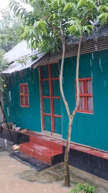 অনেক দিন পর আসলাম আজকে আমাদের গ্রামের বারিতে অনেক বৃষ্টি হচ্ছে