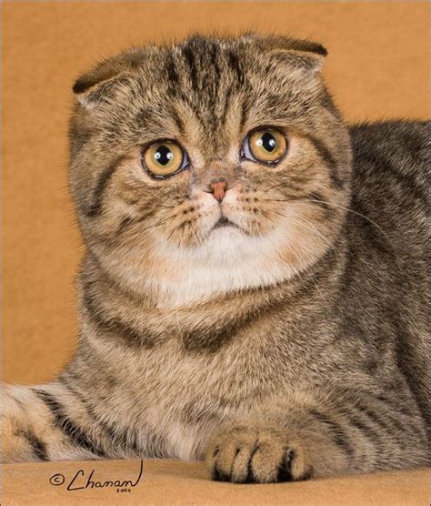 Foldex Cat Alchetron The Free Social Encyclopedia