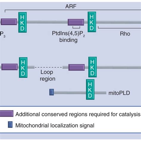 Motifs and domains found within mammalian PLDs including PLD1, PLD2 and ...