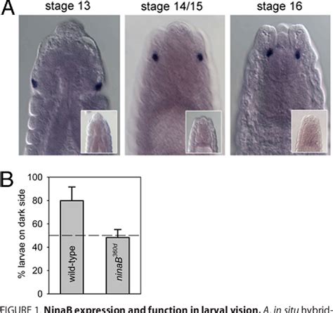 Figure 1 From Ninab Is Essential For Drosophila Vision But Induces